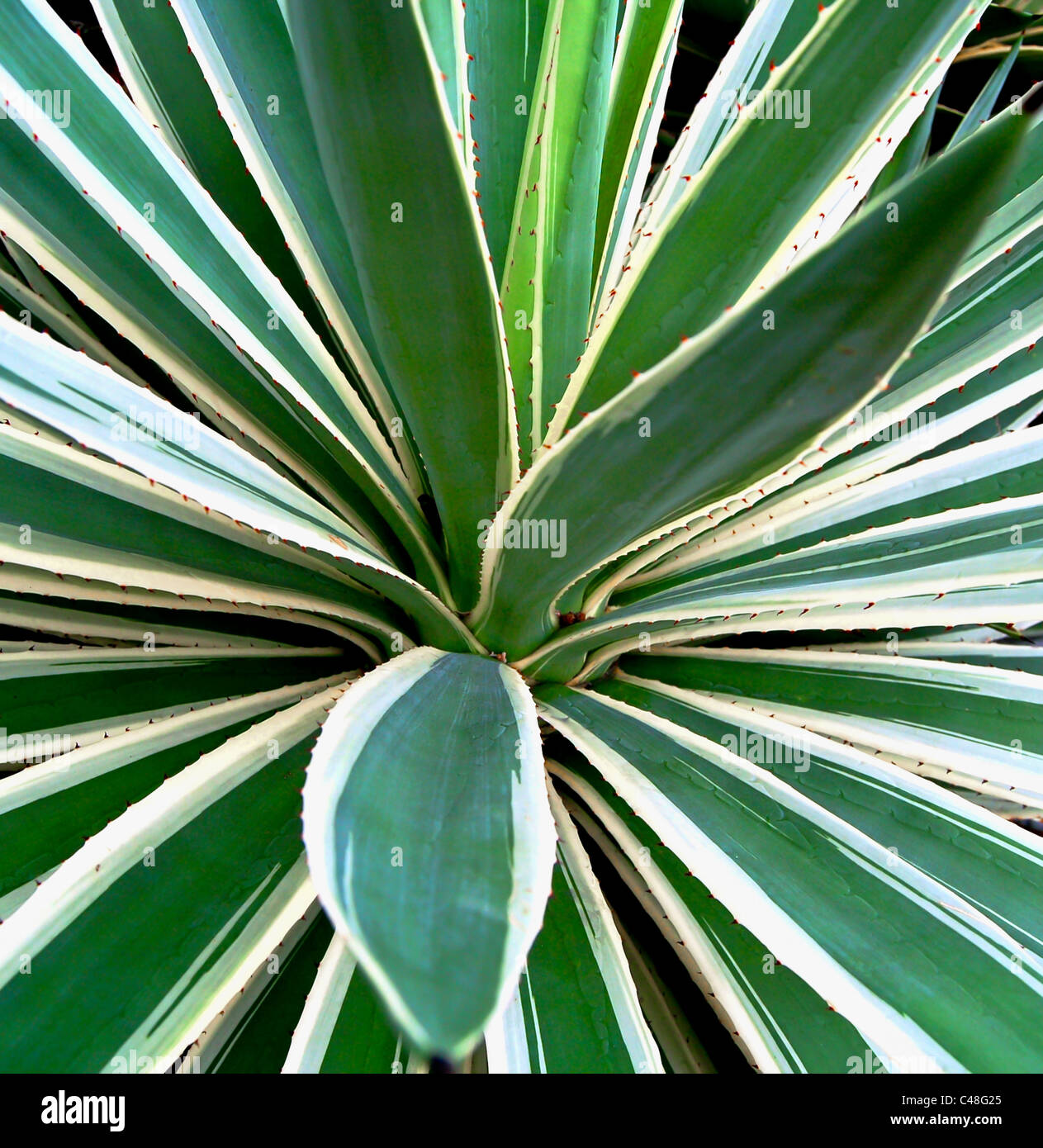 Bright red agave hi-res stock photography and images - Alamy
