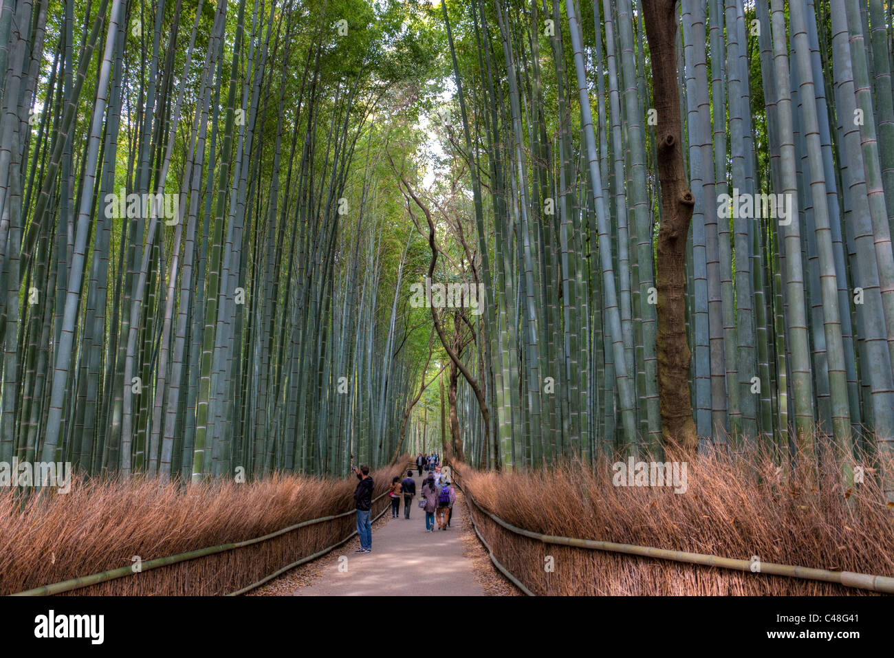 People walking on path leading through the green Bamboo Grove which has ...