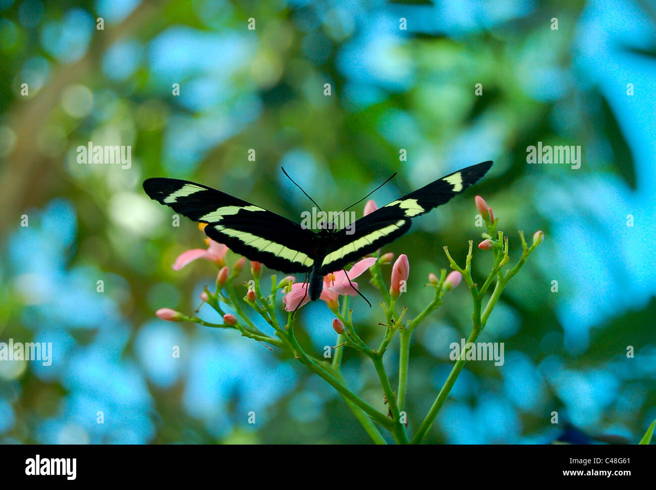 Black and Yellow Butterfly - Zebra Longwing - Heliconius charitonia at ...