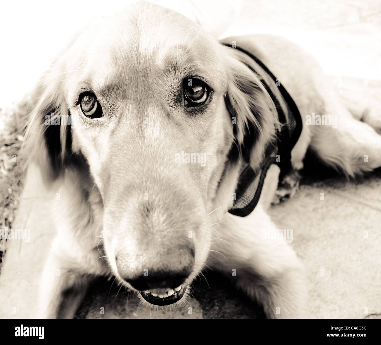 Adorable Lab Guide Dog Stock Photo - Alamy
