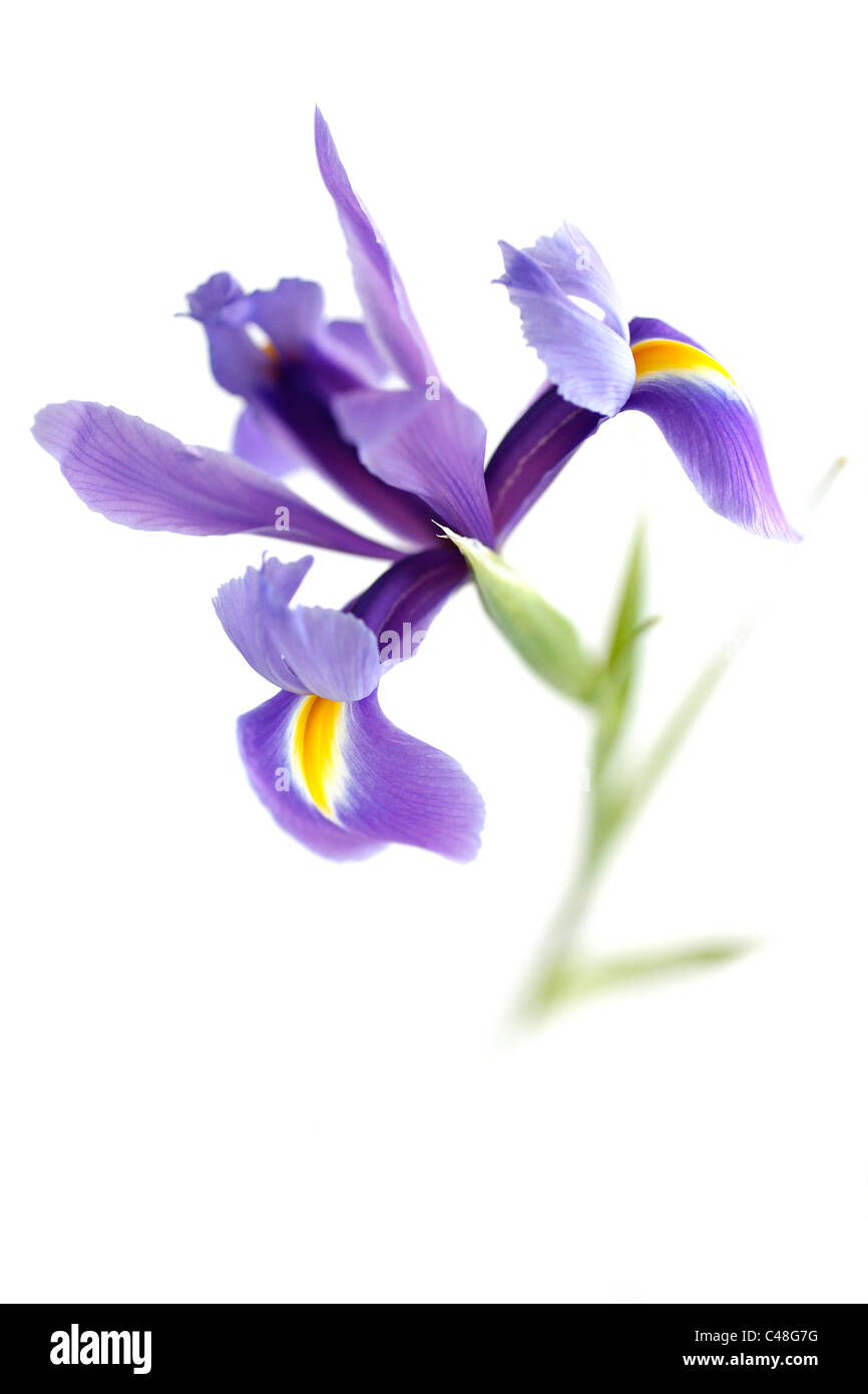 White iris flower in Cut Out Stock Images & Pictures - Alamy