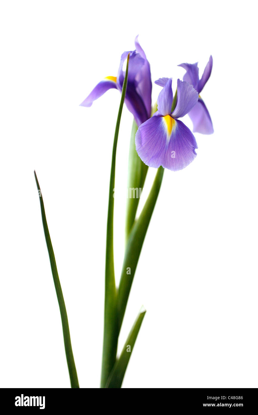 Iris Reticulata flower Stock Photo - Alamy
