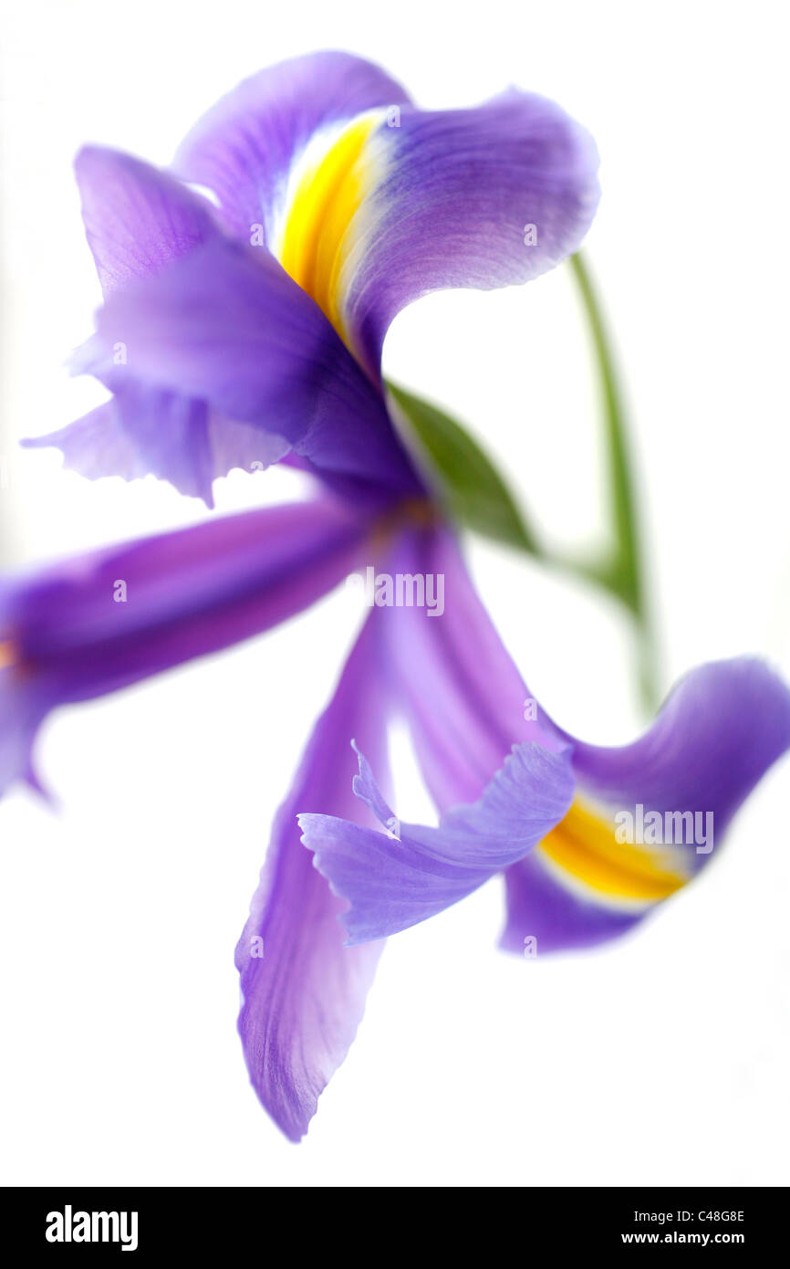 Single iris reticulata flower hi-res stock photography and images - Alamy