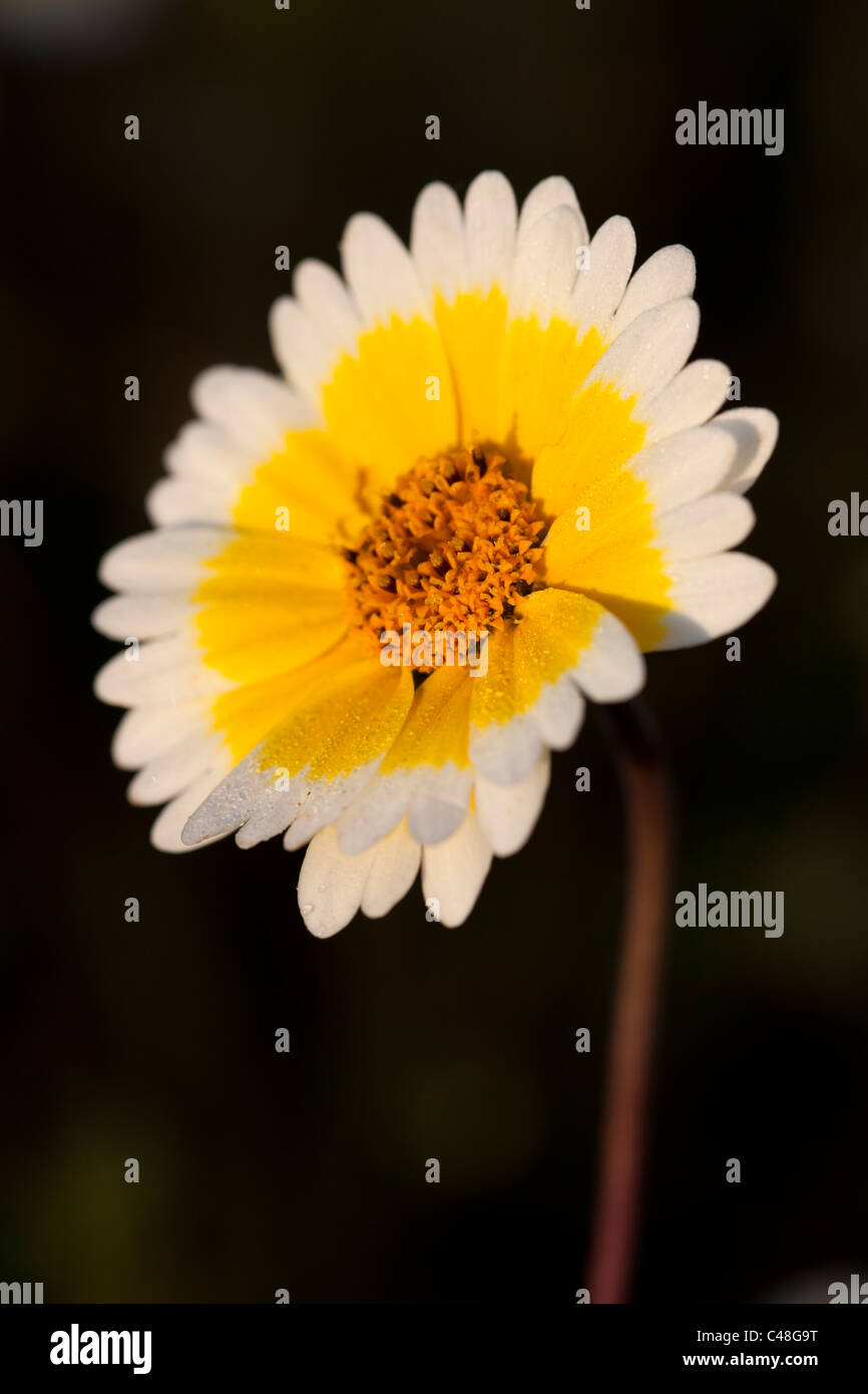 Layia platyglossa hi-res stock photography and images - Alamy