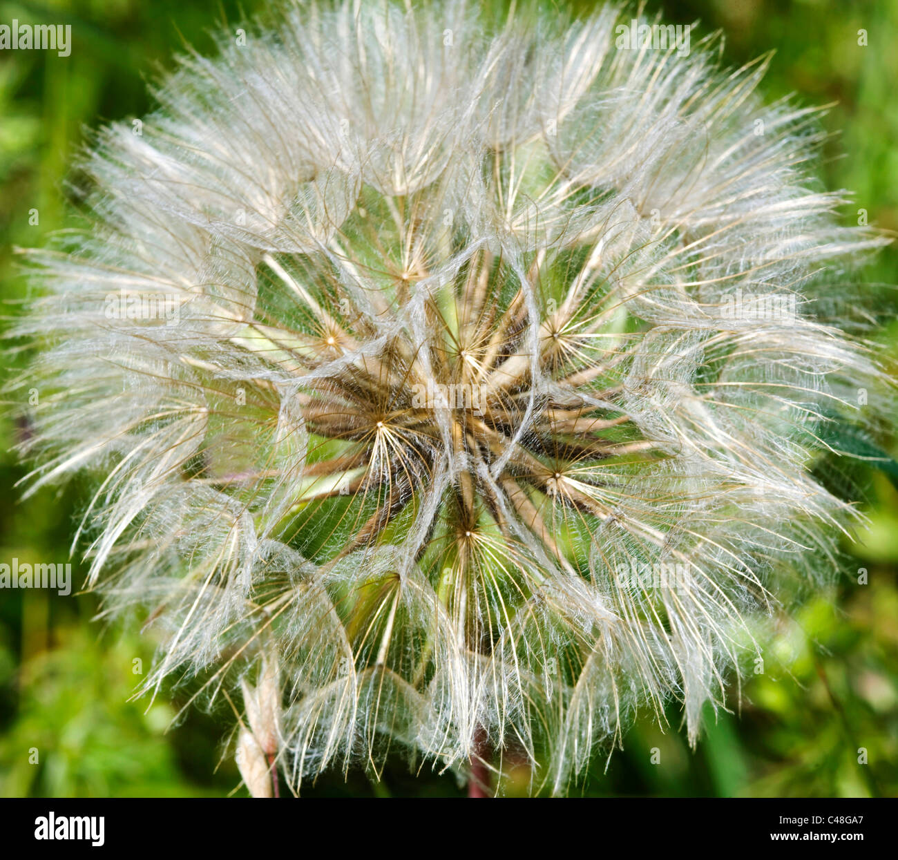 Dandelion clock macro photography hi-res stock photography and images ...