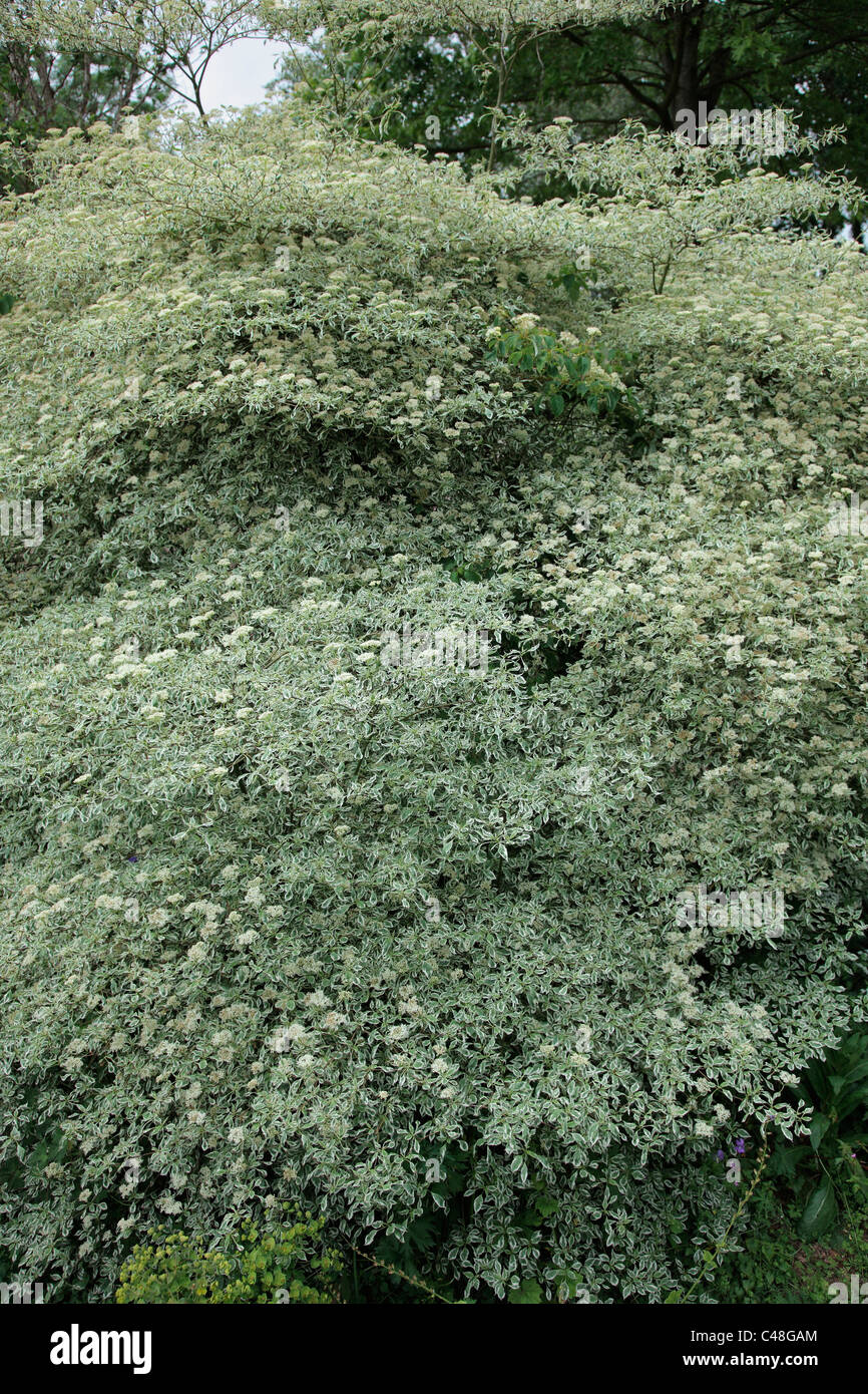 Cornus Alternifolia Stock Photos & Cornus Alternifolia Stock Images - Alamy