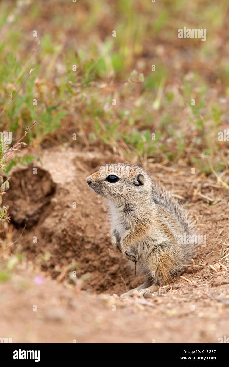 San Joaquin Antelope Ground Squirrel (Ammospermophilus nelsoni) Wild ...