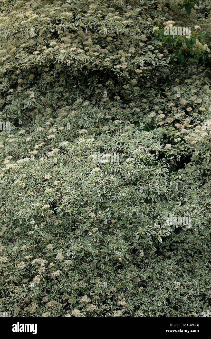 Cornus Alternifolia Stock Photos & Cornus Alternifolia Stock Images - Alamy