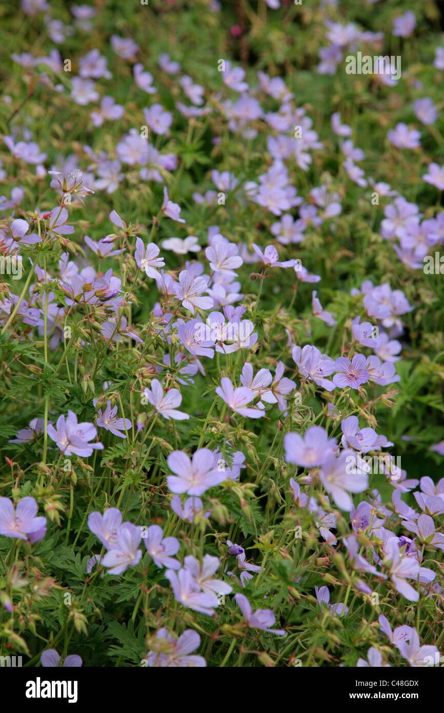 Pale cloud hi-res stock photography and images - Alamy
