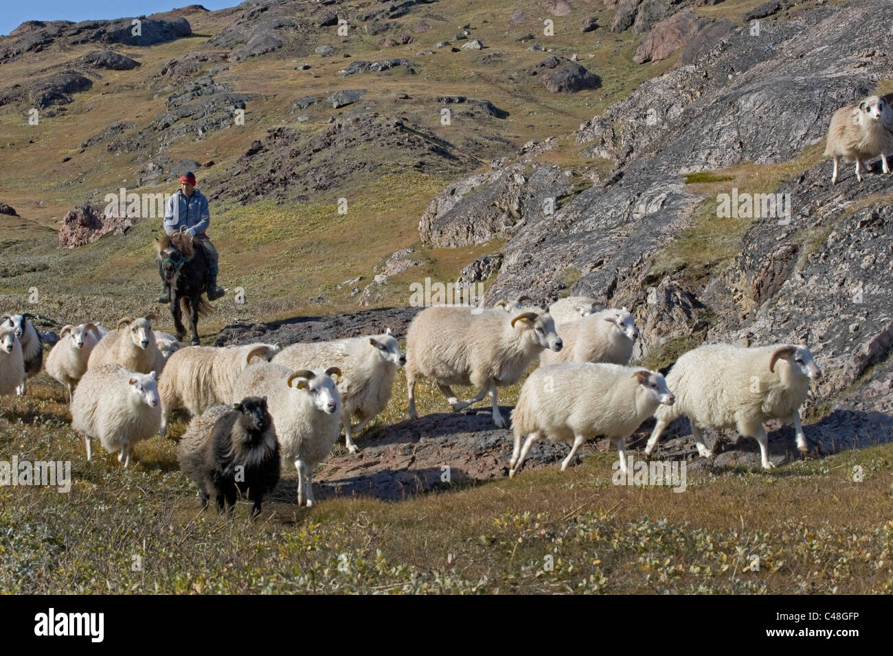 Round up of sheep for slaugher in Qassiarsuk, Greenland Stock Photo - Alamy