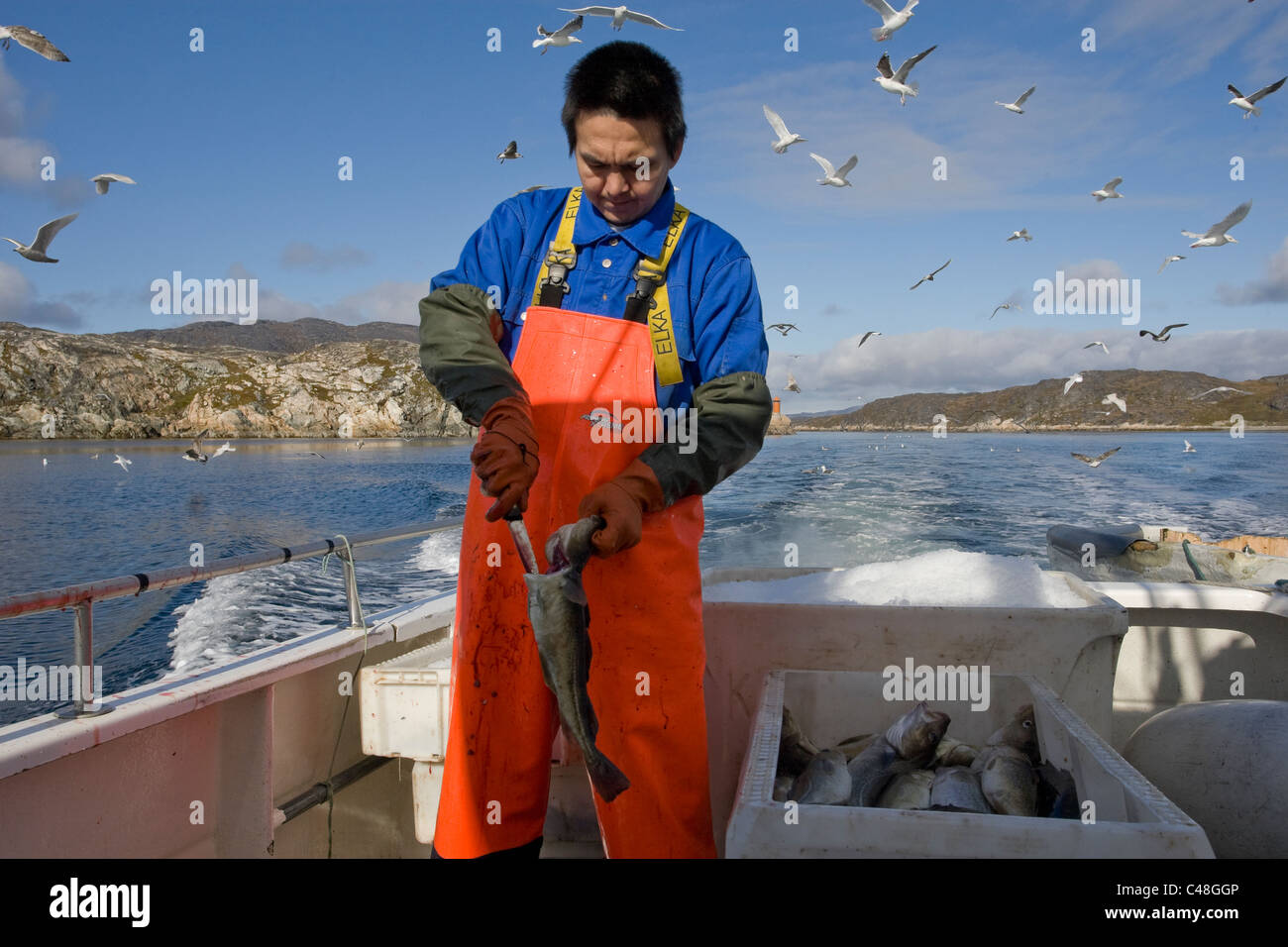Local cod fishermen in Qaqortoq, Greenland Stock Photo - Alamy