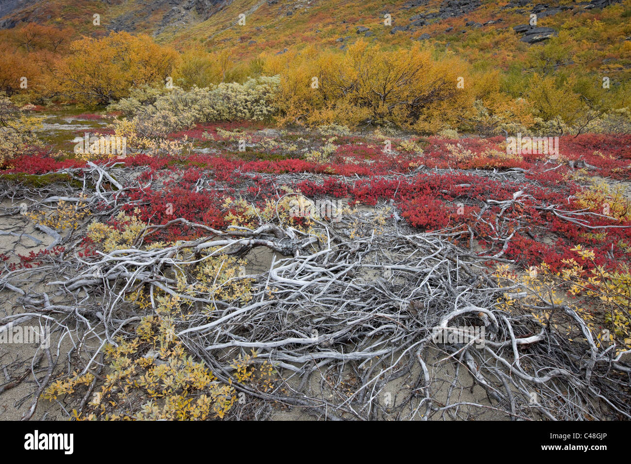 Forest in Qinnguadalen Valley, Greenland Stock Photo - Alamy