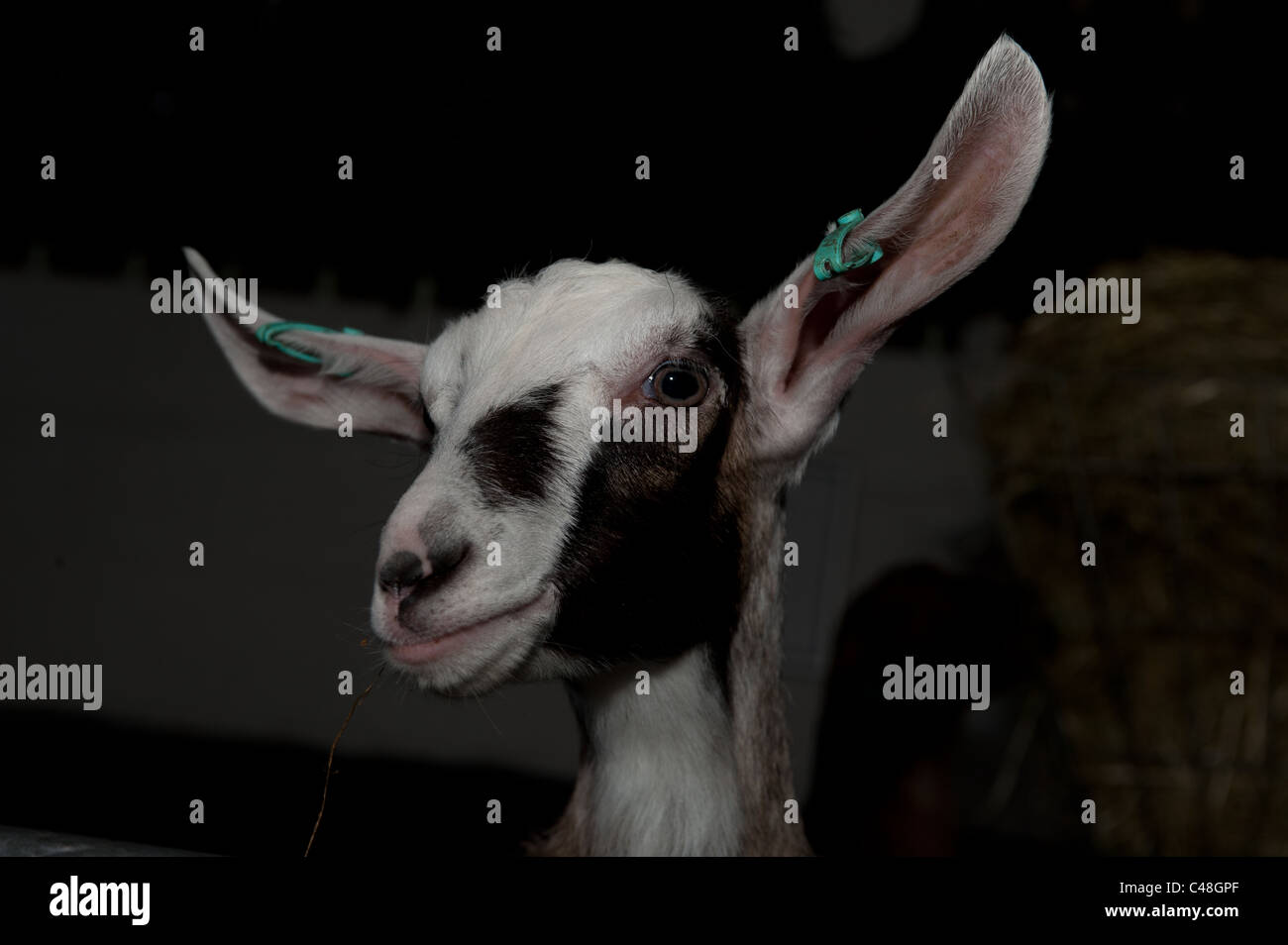 Young goats in a working farm called Stockley Farm which is in Cheshire ...