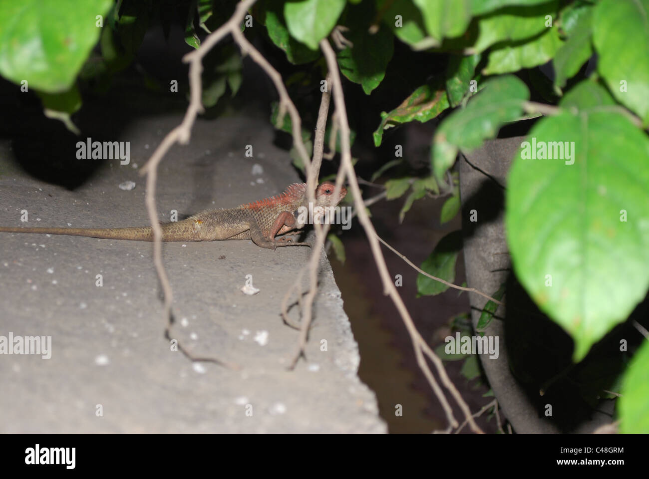 Indoor reptile hi-res stock photography and images - Alamy