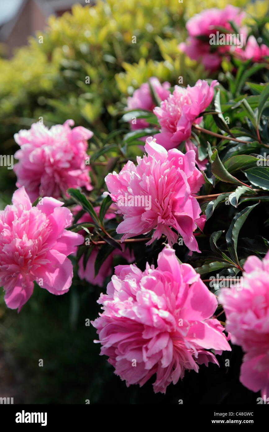 Paeony lactiflora hi-res stock photography and images - Alamy