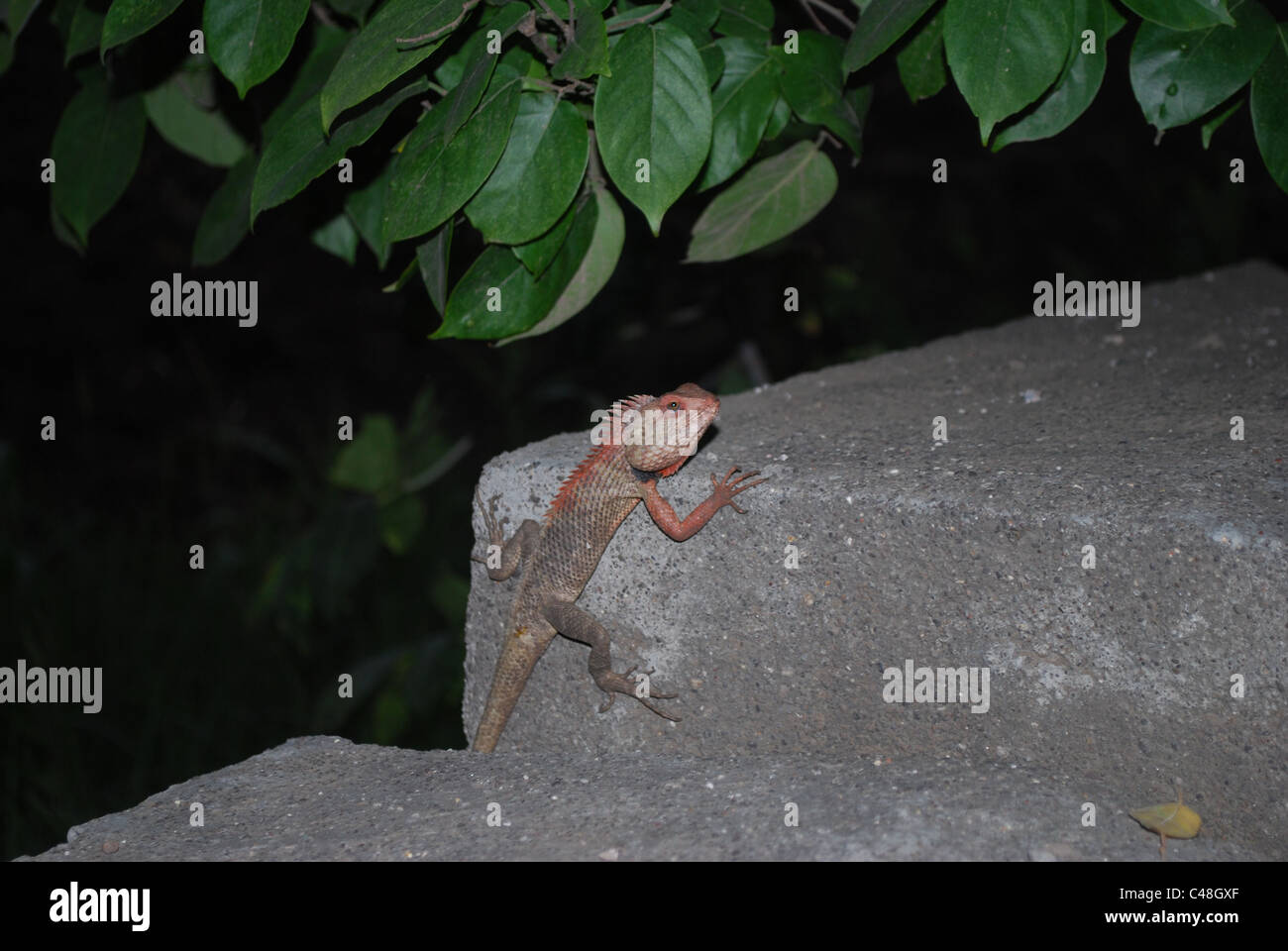 Lizard life hi-res stock photography and images - Alamy