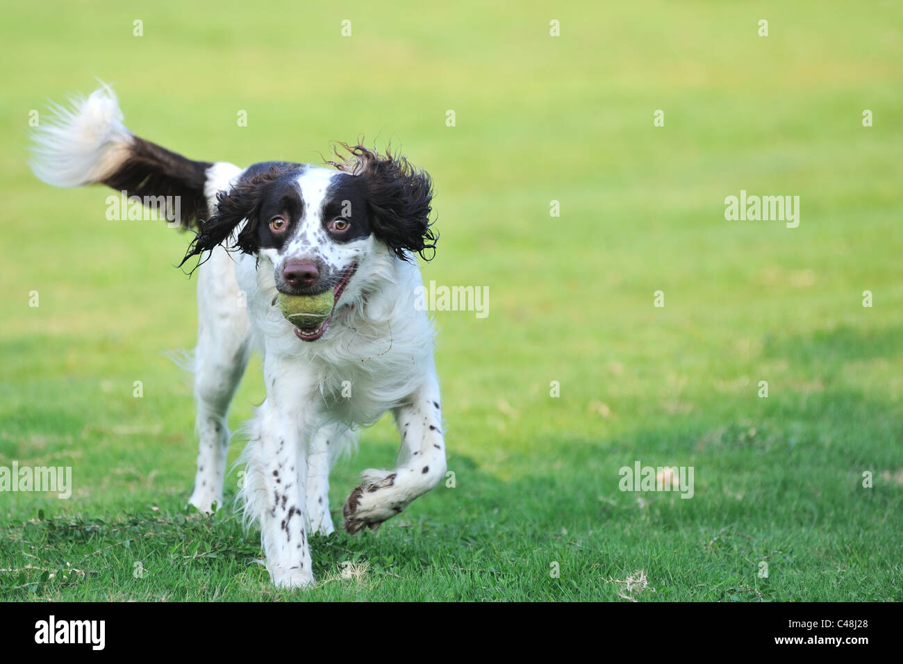 A springer dog running on the lawn Stock Photo - Alamy