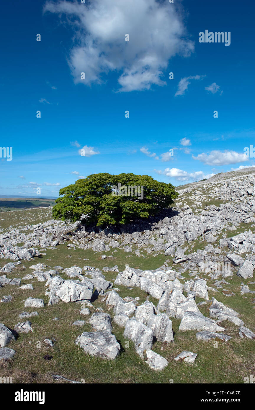 Tree growing on limestone paving. Fell End Clouds Stock Photo - Alamy