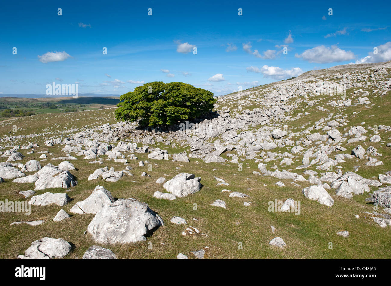 Tree growing on limestone paving. Fell End Clouds Stock Photo - Alamy
