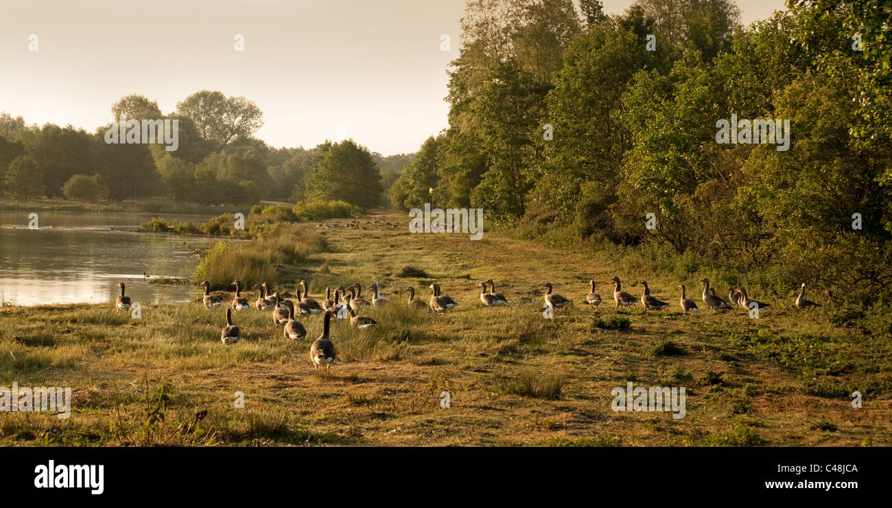 A flock of geese at sunrise, Lackford Lakes, Suffolk Wildlife Trust ...