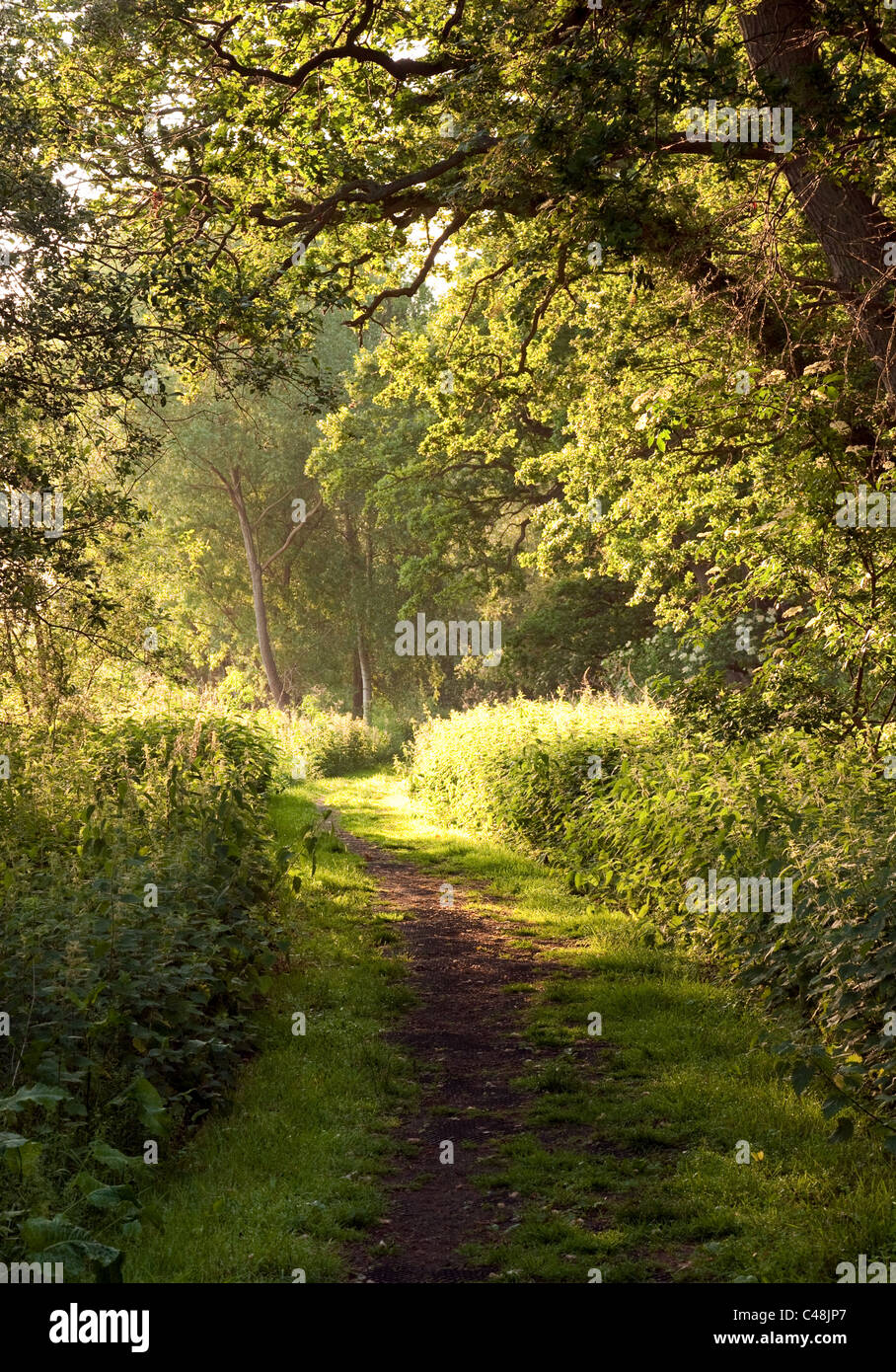 Woodland path hi-res stock photography and images - Alamy
