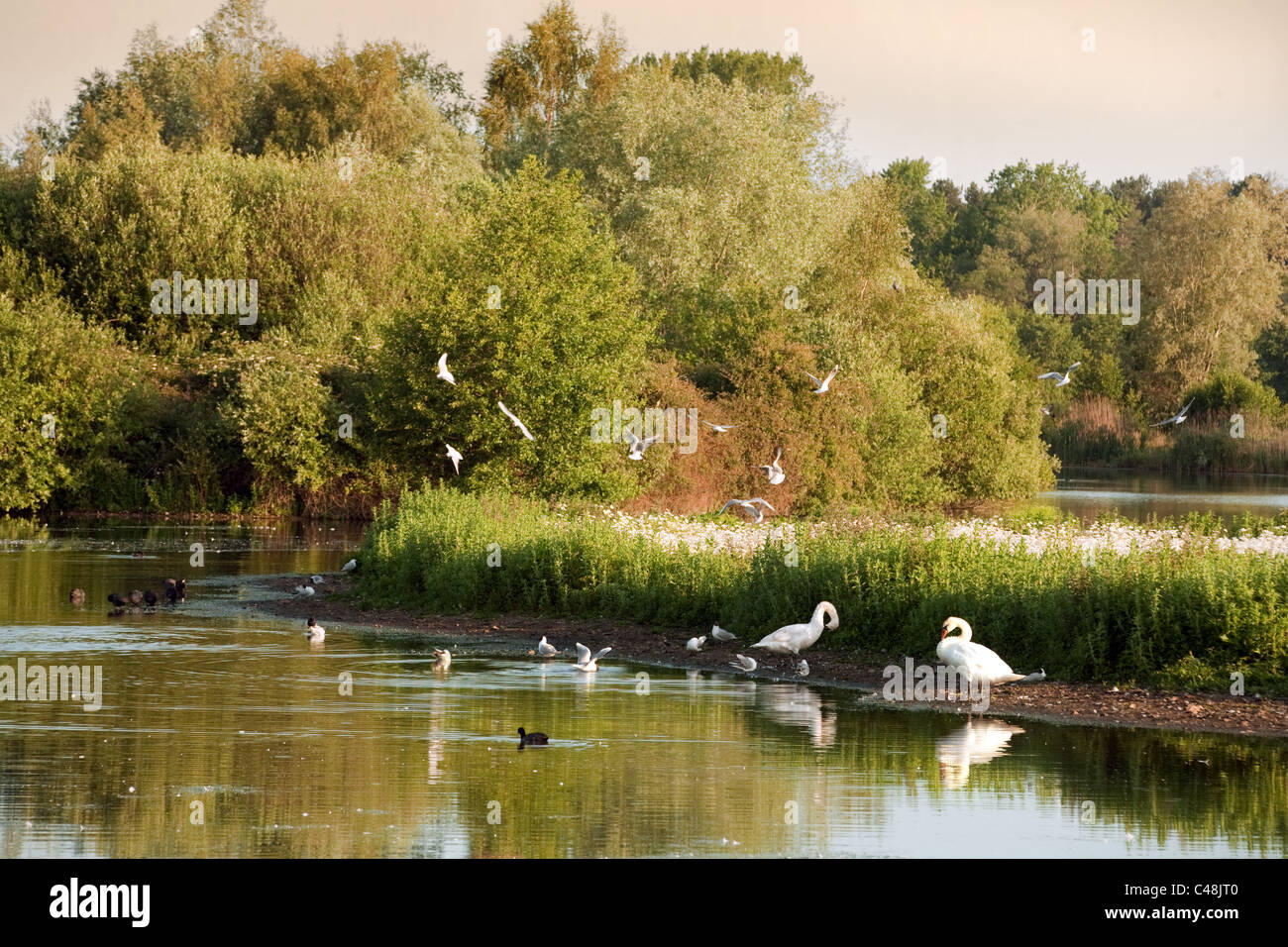 Birdlife at Lackford Lakes, Suffolk Wildlife Trust, Suffolk UK Stock ...