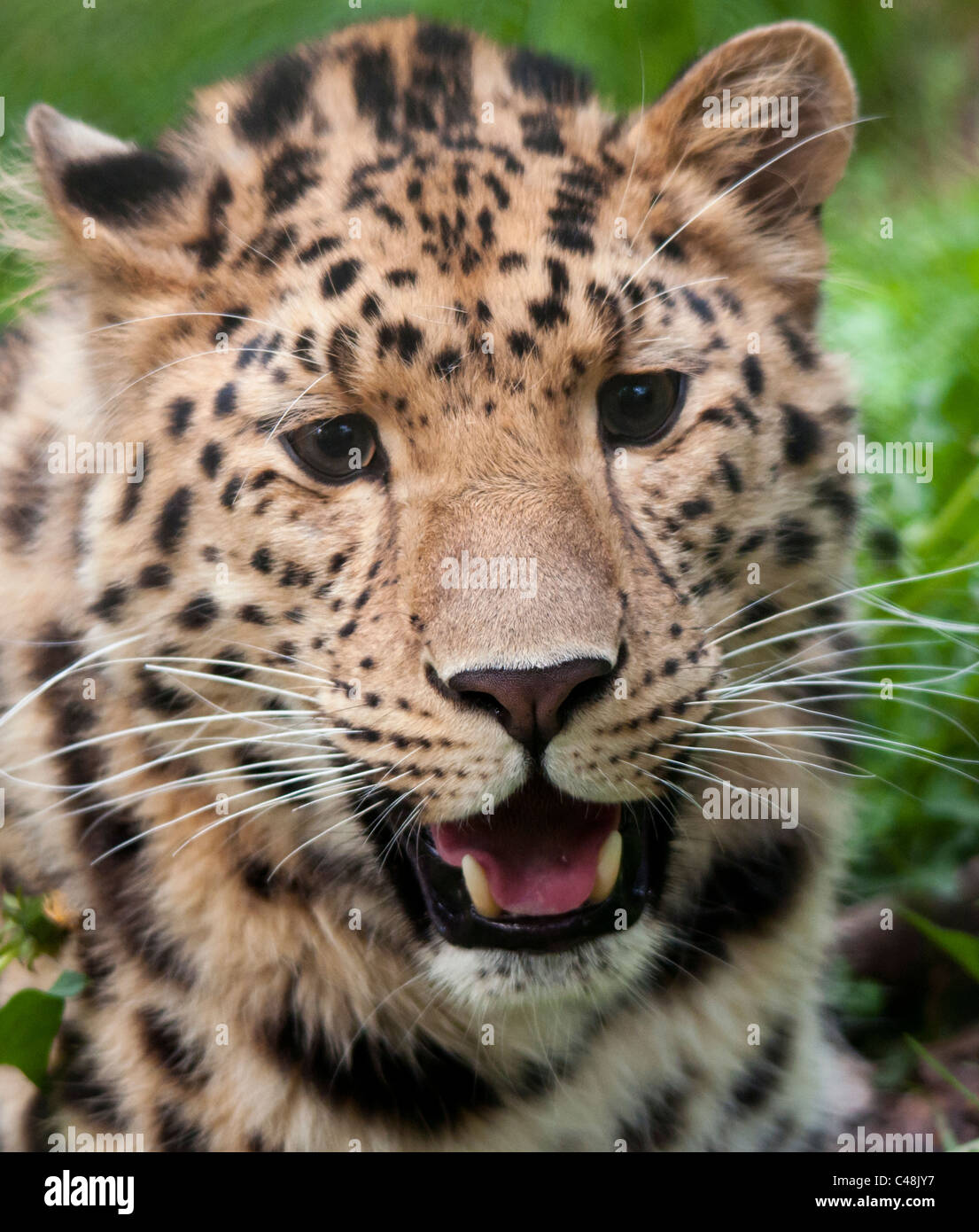 Male Amur leopard looking at camera Stock Photo - Alamy