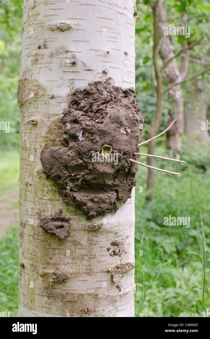 Representation of Native American art on the trunk of a Silver birch ...