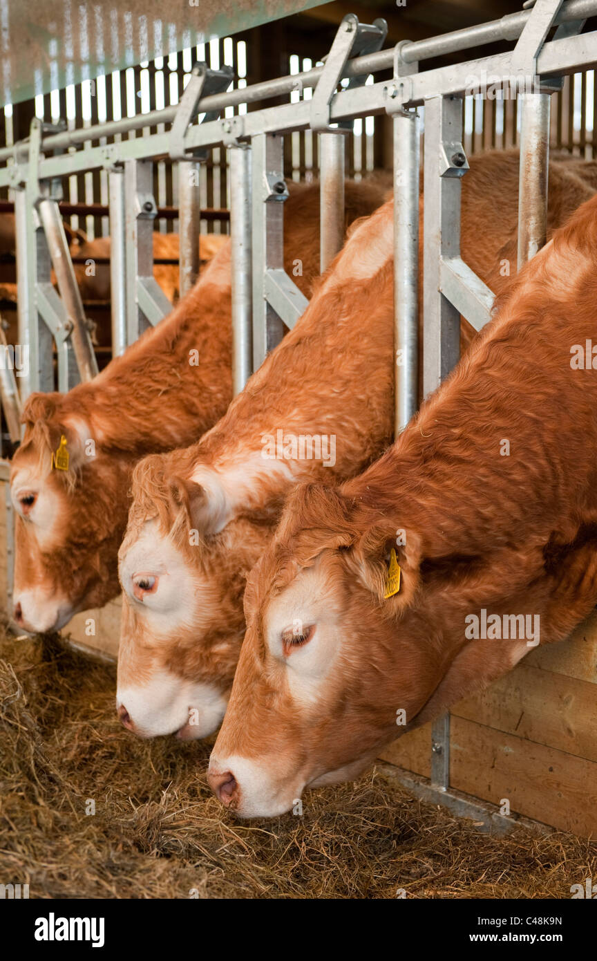 Beef cattle feeding through locking feed barriers, which holds them ...