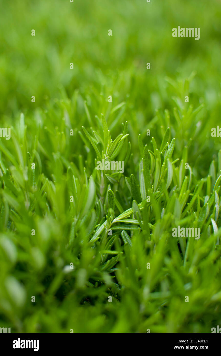 Rosemary stalks hi-res stock photography and images - Alamy