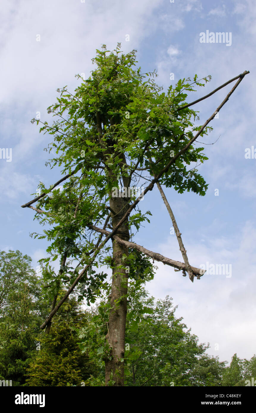 Pointed tree hi-res stock photography and images - Alamy