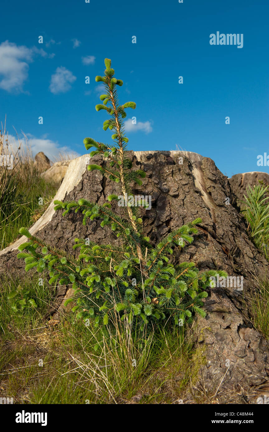 Woodland regrowth hi-res stock photography and images - Alamy