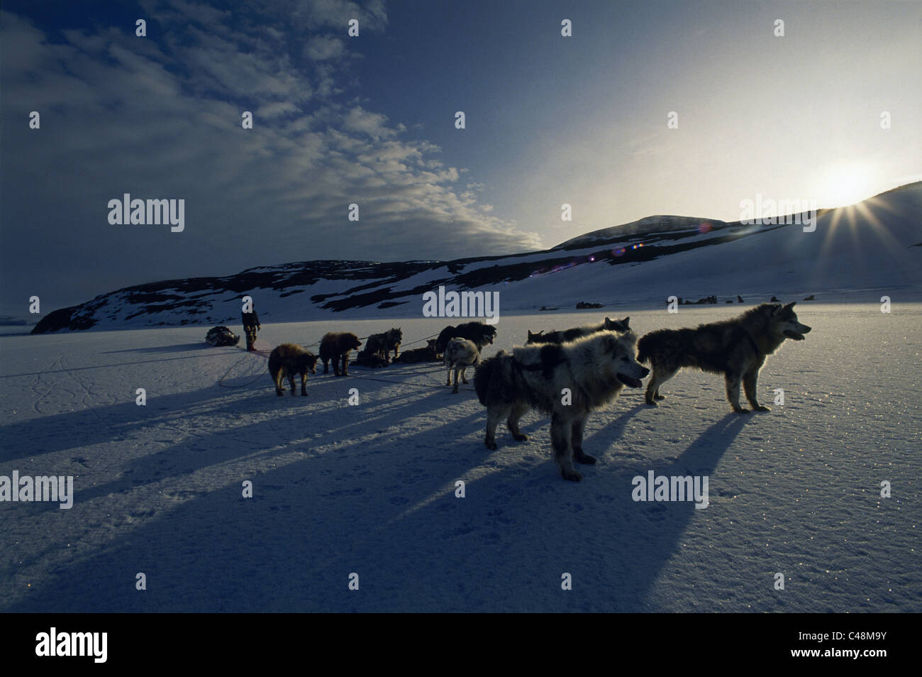 Photograph of a dog sled in snowy Canada Stock Photo - Alamy