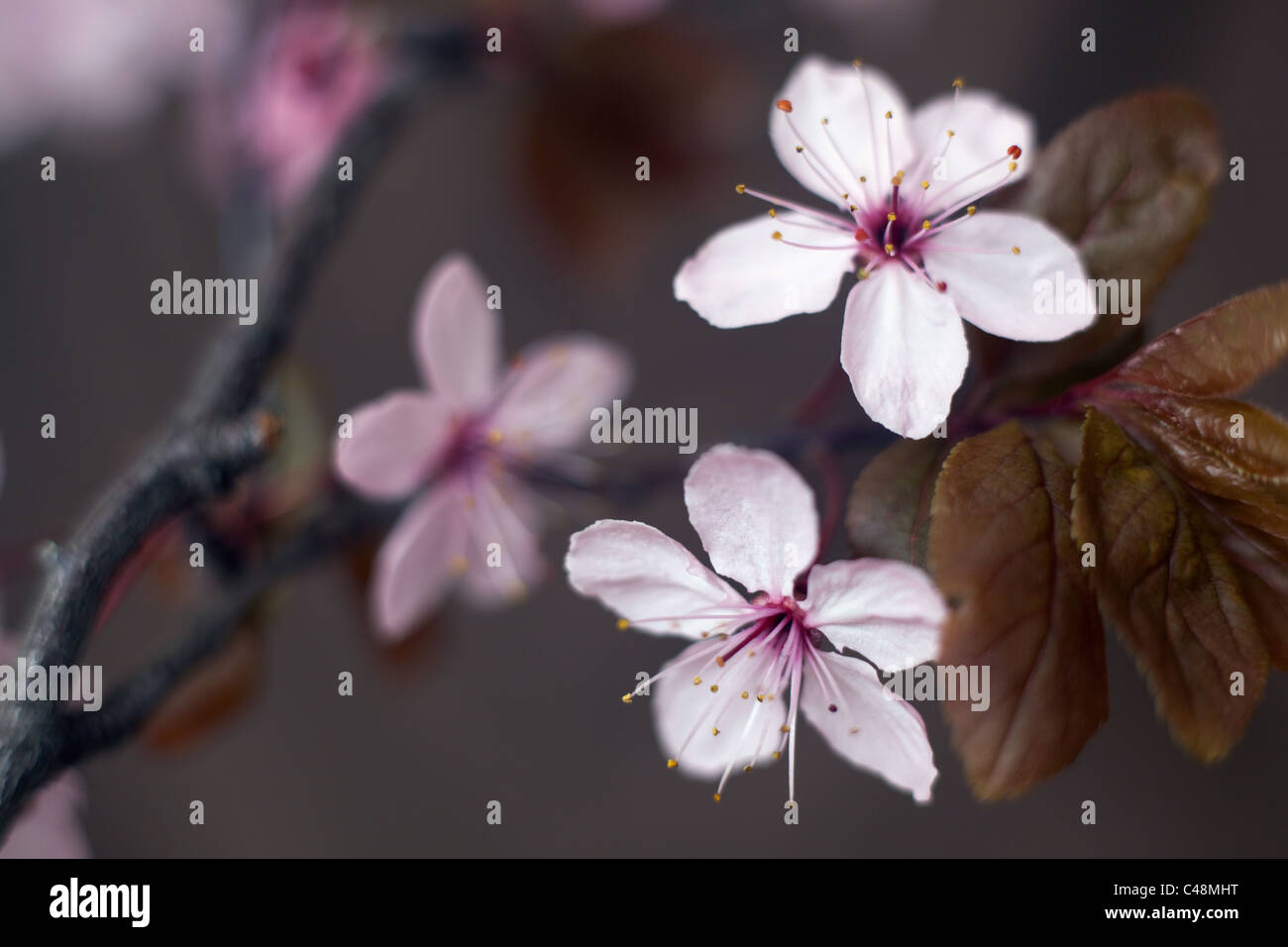 Final bloom hi-res stock photography and images - Alamy