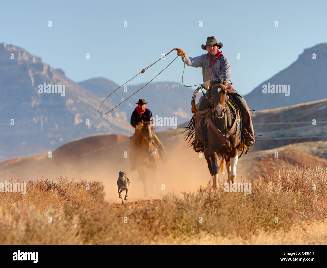 Cowboy lasooing in Wyoming mountain ranch Stock Photo - Alamy