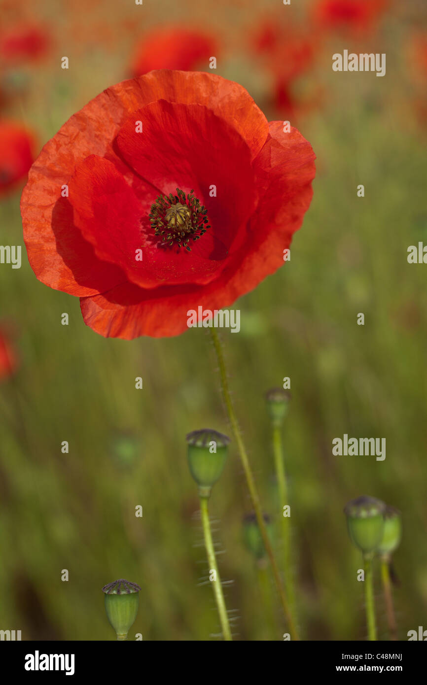 Poppies in a Hertfordshire field Stock Photo - Alamy