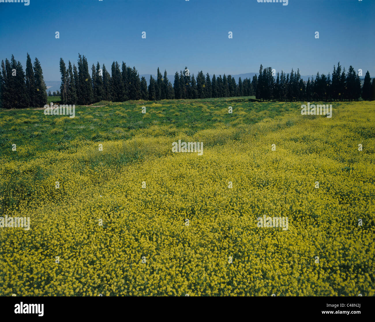 Photograph a the blooming filed at the Carmel ridge Stock Photo - Alamy
