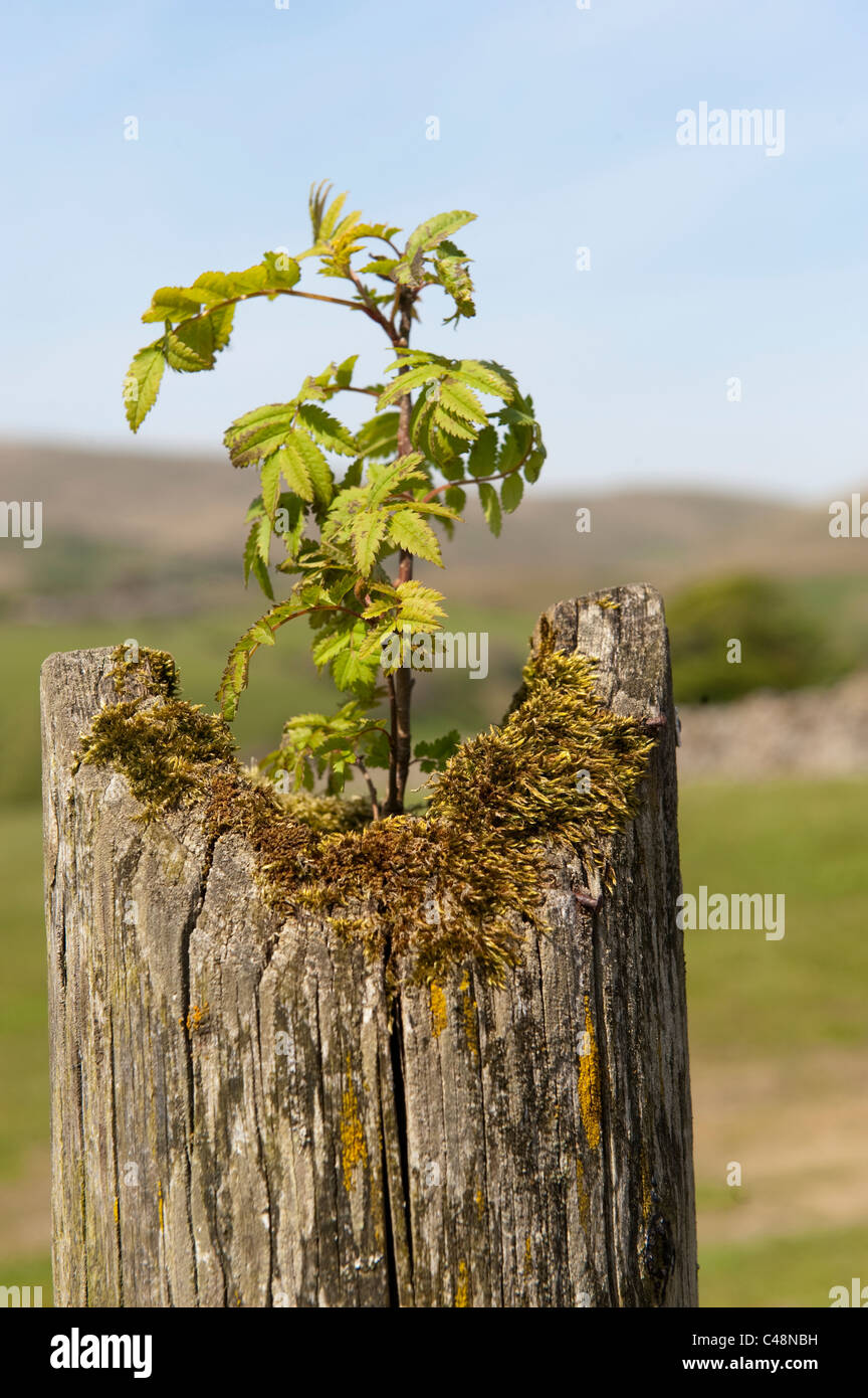 Mountain Ash sapling growing in crack on a fence post Stock Photo - Alamy