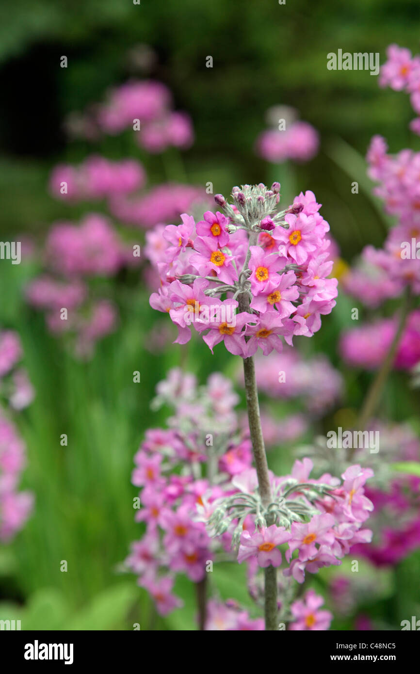 Beesiana hi-res stock photography and images - Alamy