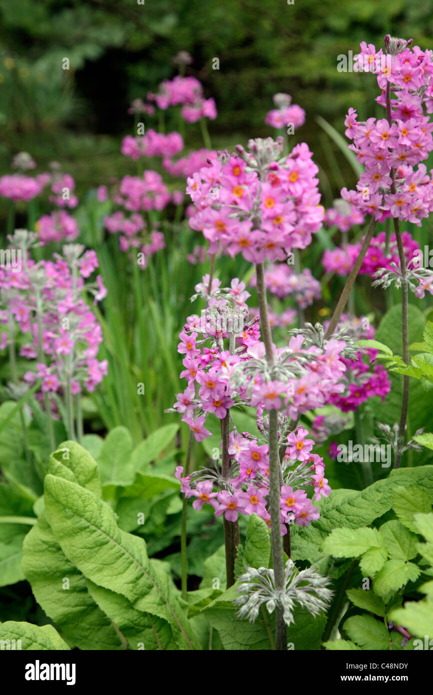 Beesiana hi-res stock photography and images - Alamy