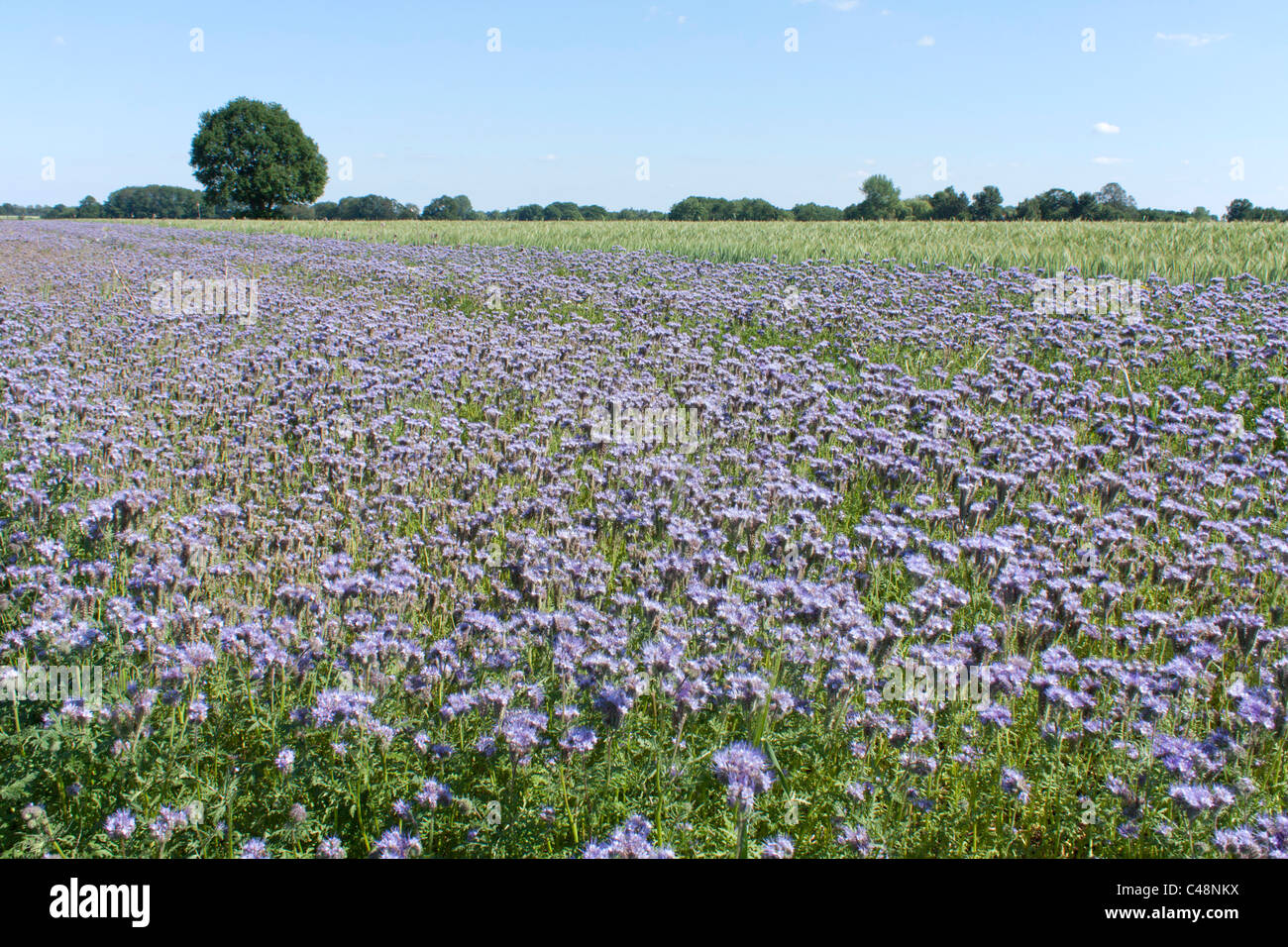 Field of flax hi-res stock photography and images - Alamy