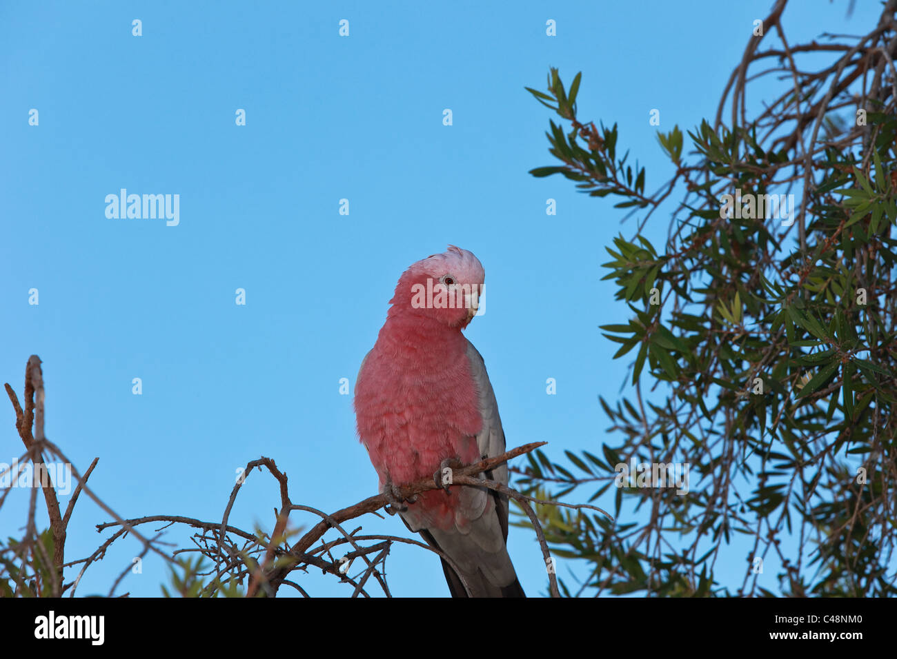 Galah australian bird feathers native beak sky blue tree hi-res stock ...