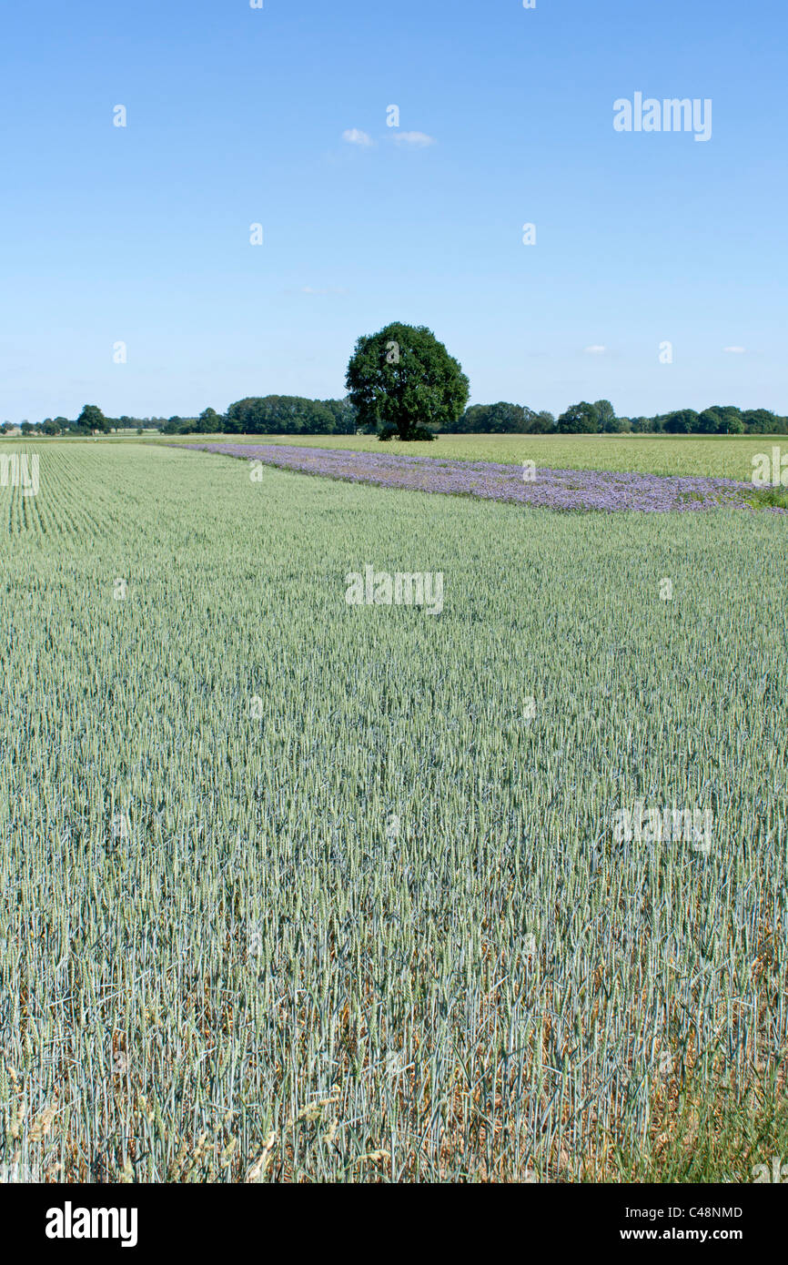 Flax fields hi-res stock photography and images - Alamy