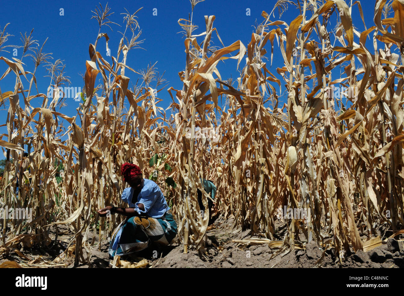 A farm worker working at a corn field in Malawi africa Stock Photo - Alamy