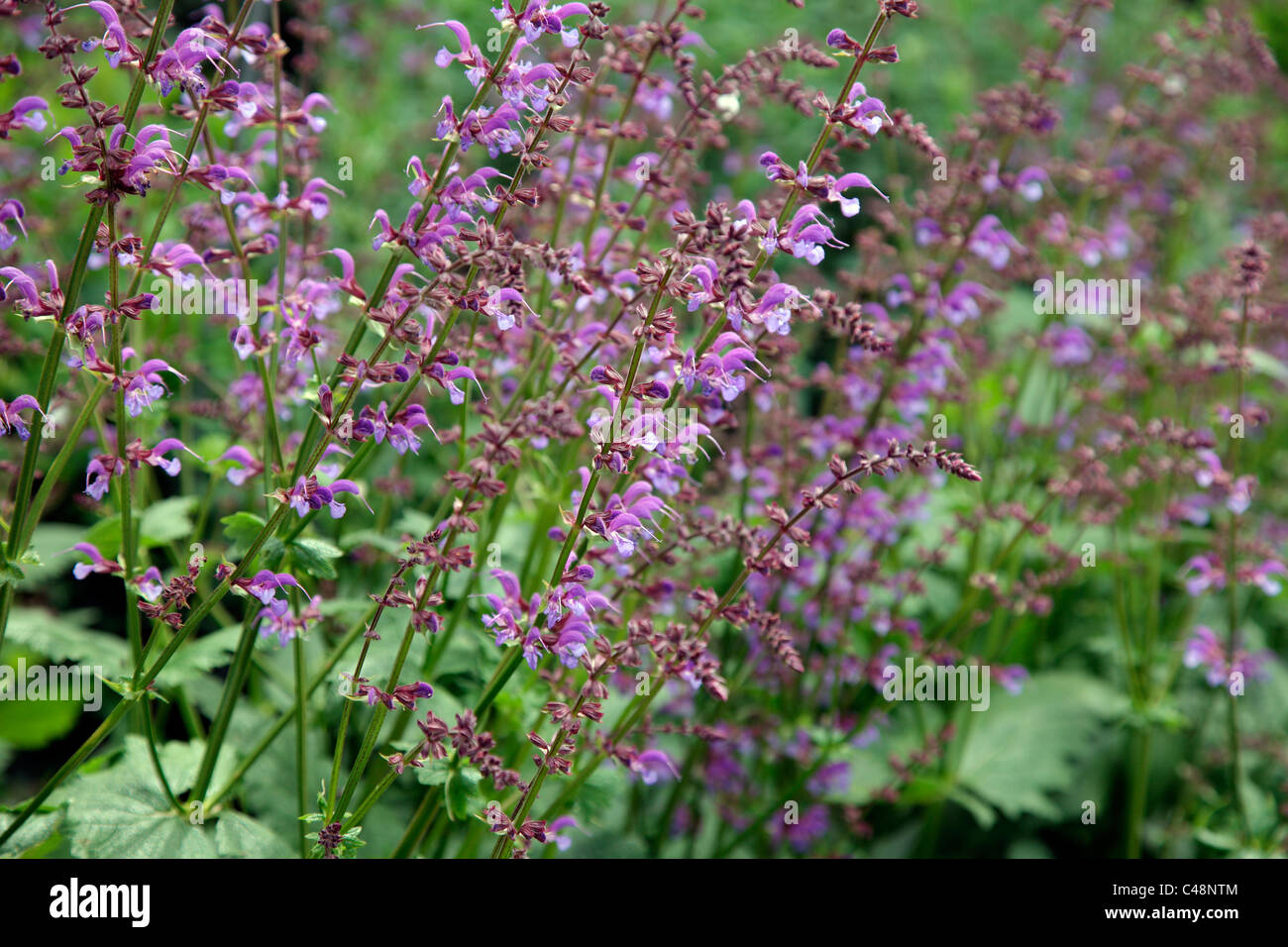 Salvia 'Indigo Spires' Stock Photo - Alamy