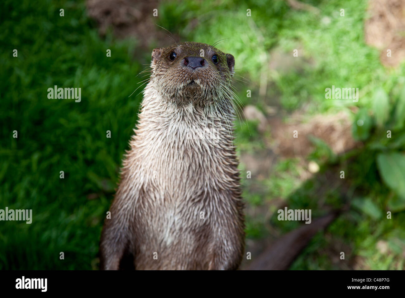 Otter Eyes High Resolution Stock Photography and Images - Alamy