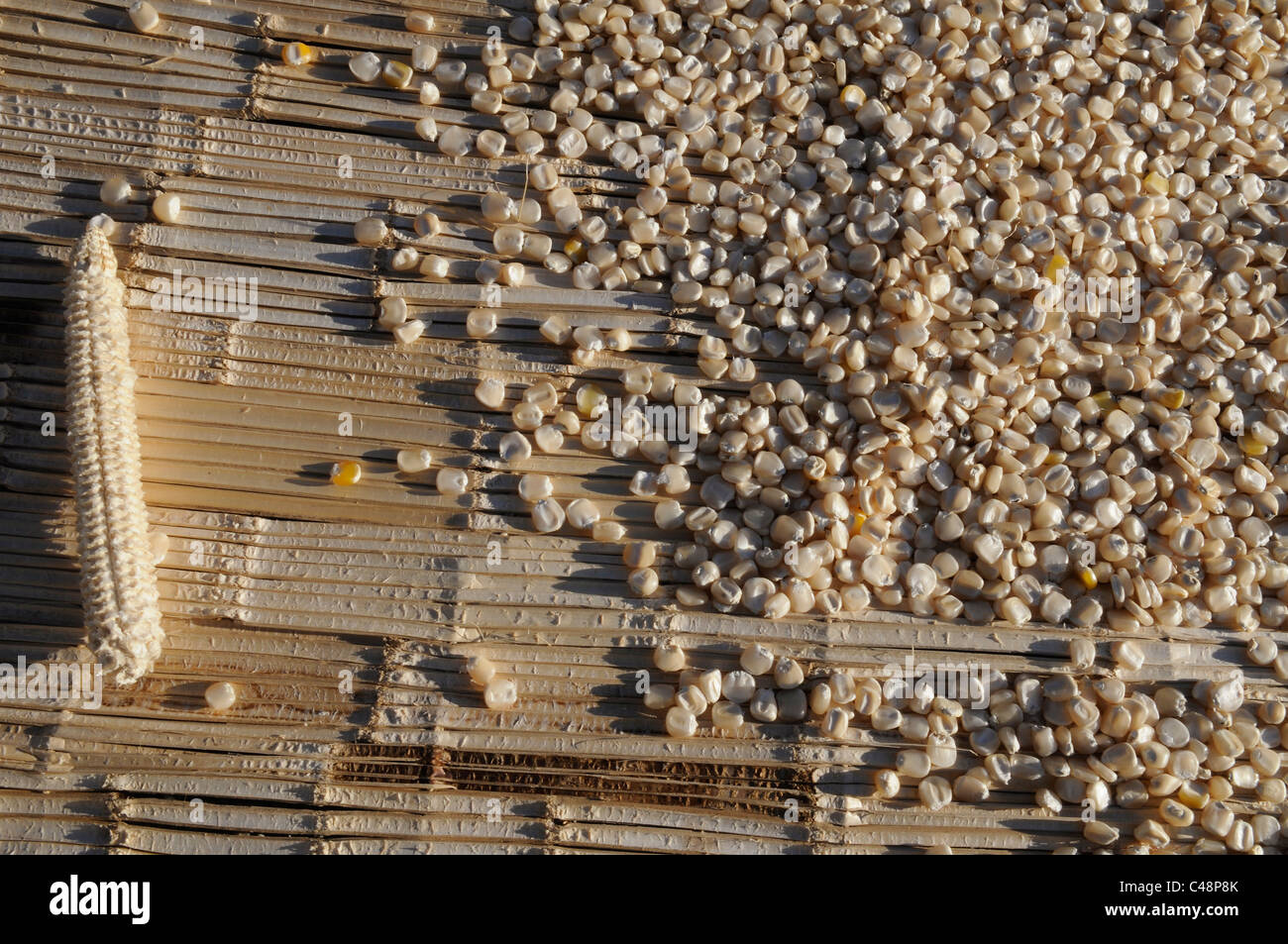 Grains of corn in Malawi Africa Stock Photo - Alamy