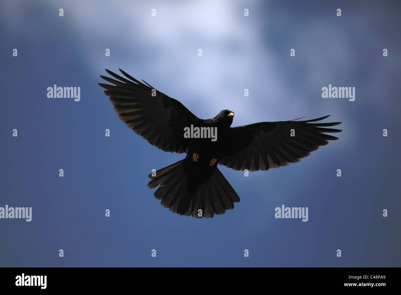 [Alpine Chough] or [Yellow-Billed Chough] [Pyrrhocorax graculus] in ...