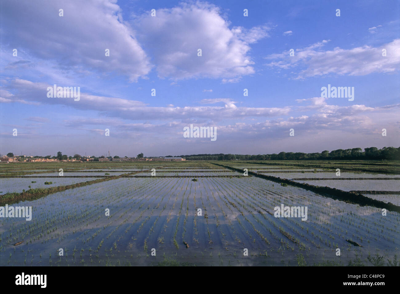 Photograph of a rice field in China Stock Photo - Alamy