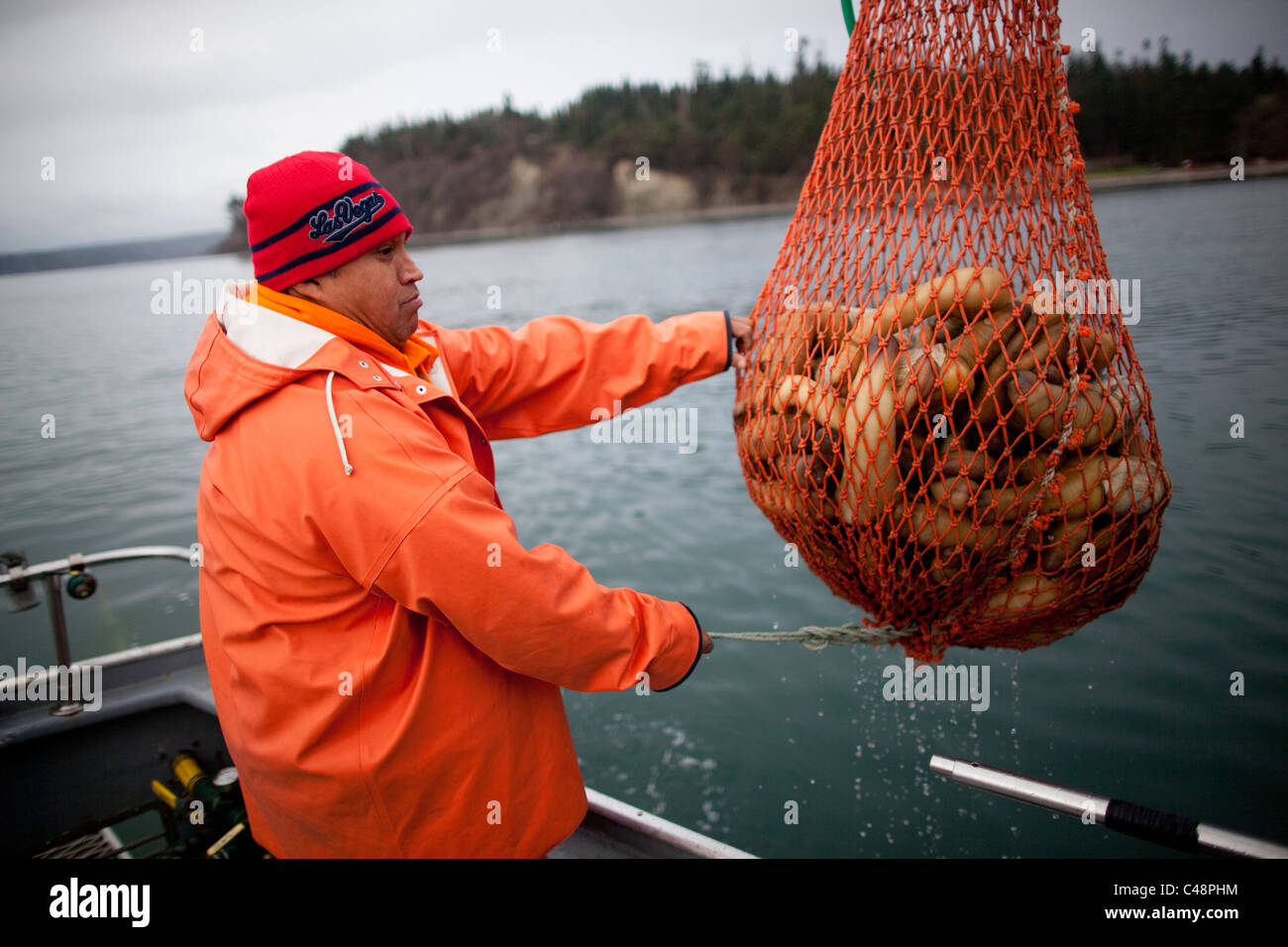 Tribal deckhand pulls in net of geoducks, filled by divers below, in ...